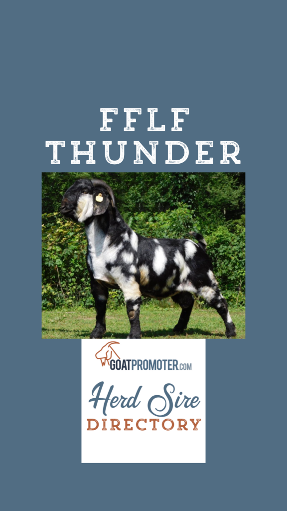 GoatPromoter.com – Be Seen, Get Herd