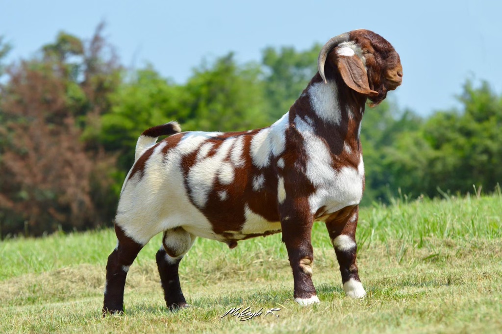 Sire Directory – Page 3 – GoatPromoter.com