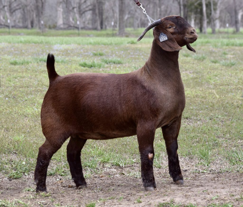 Southeastern Classic Elite (41-50) – GoatPromoter.com