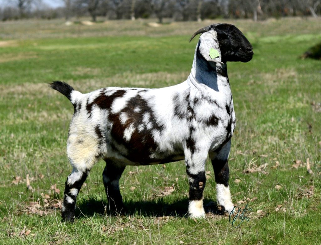 Southeastern Classic Elite (31-40) – GoatPromoter.com