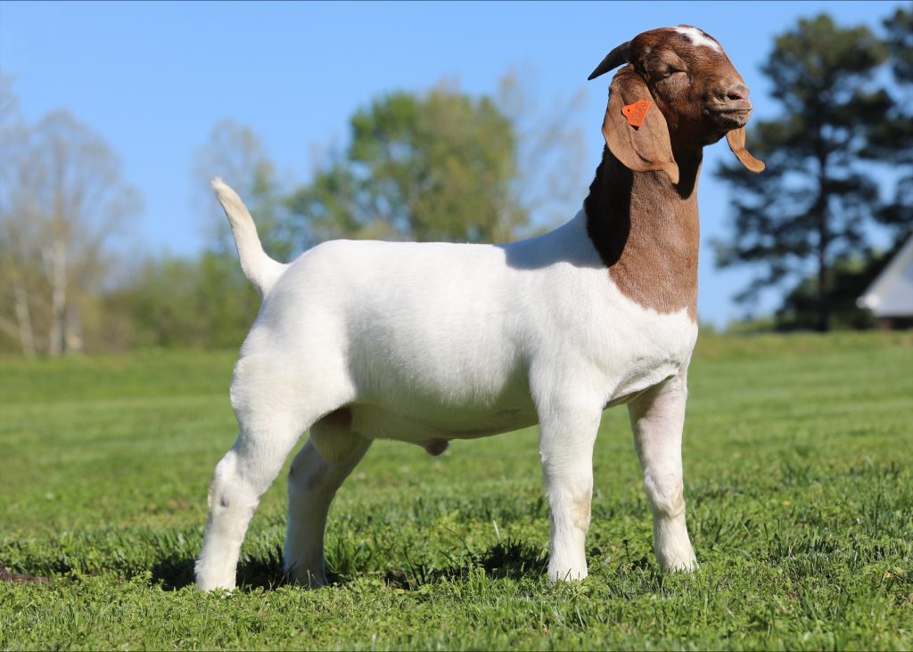 Southeastern Classic Elite (31-40) – GoatPromoter.com