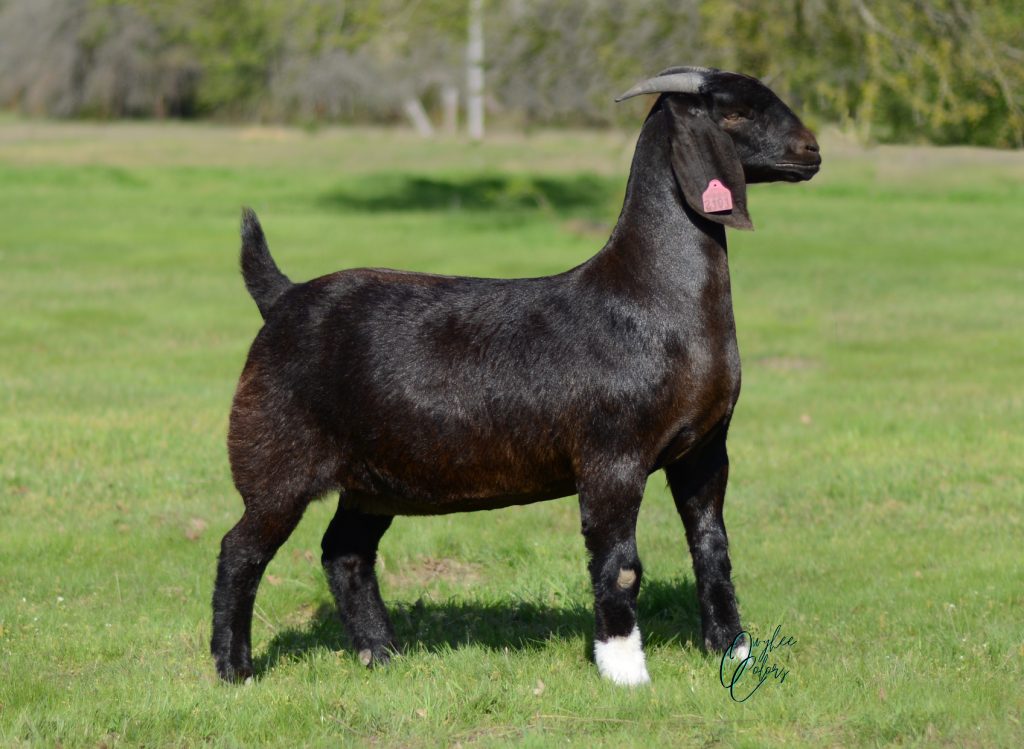 Southeastern Classic Elite (41-50) – GoatPromoter.com