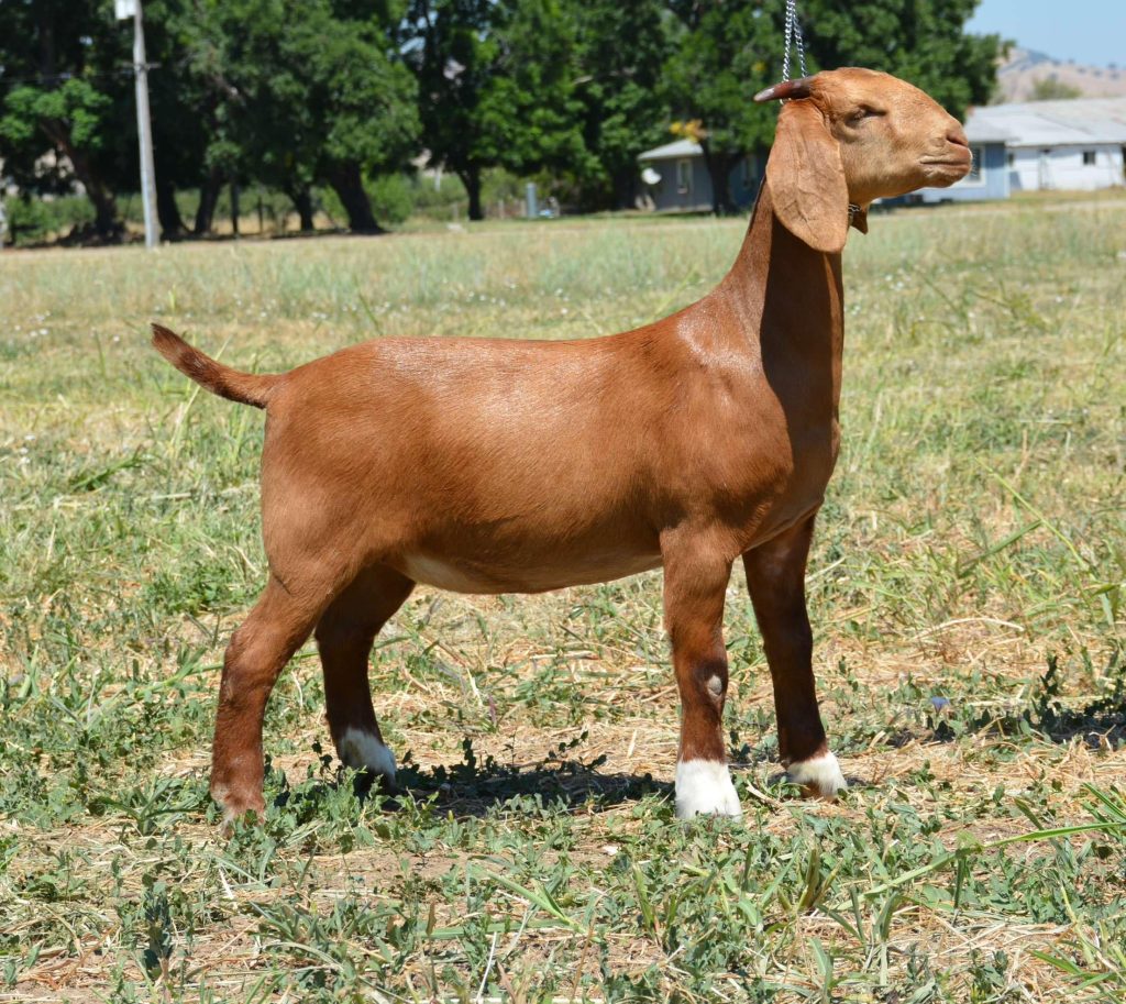 The Cowboy Classic Boer Goat Sale – GoatPromoter.com