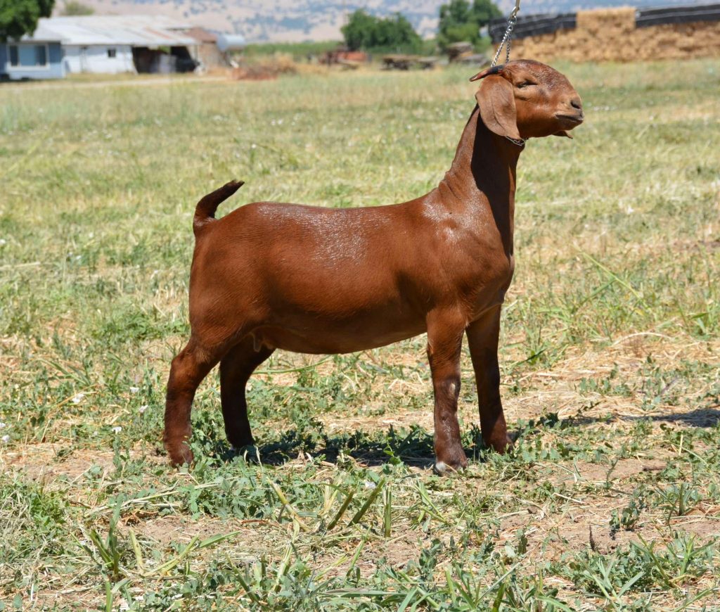 The Cowboy Classic Boer Goat Sale (61-70) – GoatPromoter.com