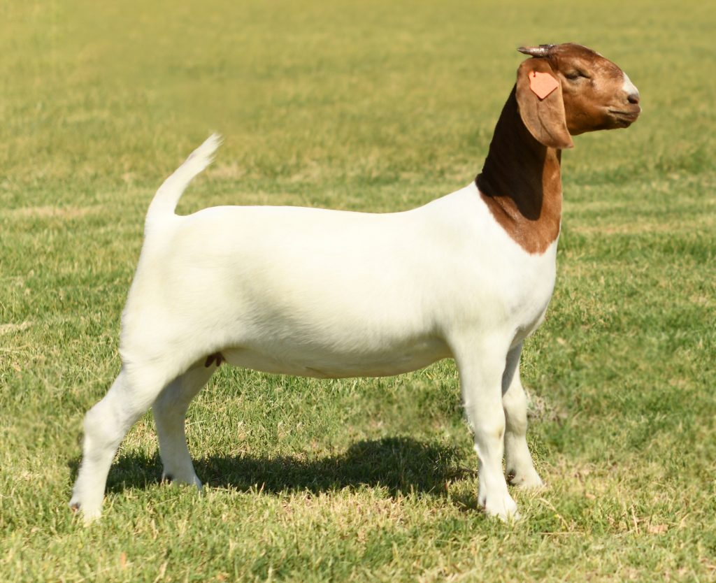 The Cowboy Classic Boer Goat Sale (31-40) – GoatPromoter.com