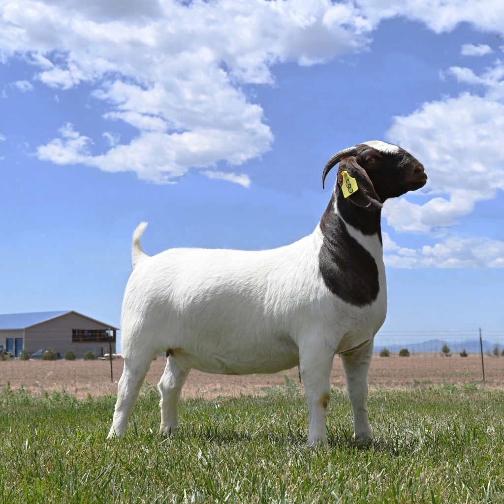 The Cowboy Classic Boer Goat Sale (51-60) – GoatPromoter.com