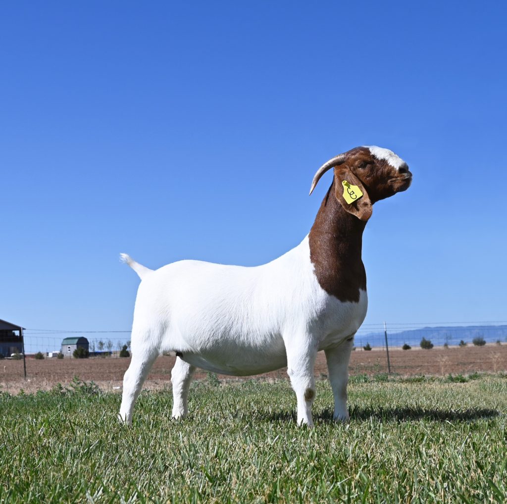 The Cowboy Classic Boer Goat Sale (61-70) – GoatPromoter.com
