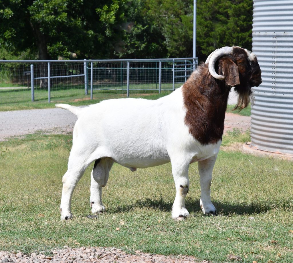 The Cowboy Classic Boer Goat Sale (51-60) – GoatPromoter.com