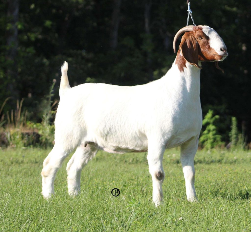 The Cowboy Classic Boer Goat Sale (51-60) – GoatPromoter.com