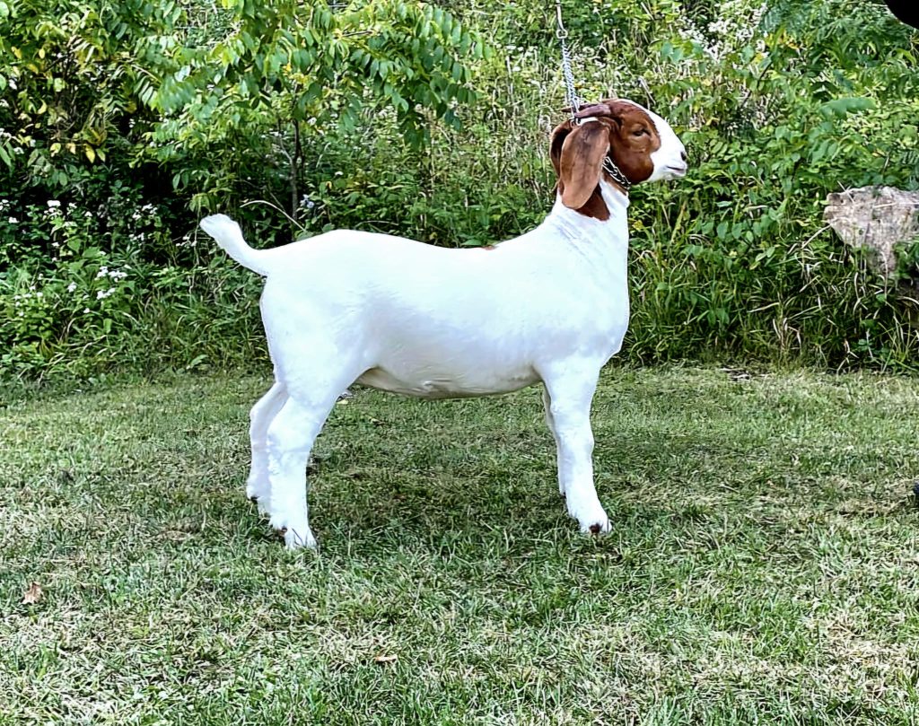 Pride of Minnesota Boer Goat Sale (71-85) – GoatPromoter.com