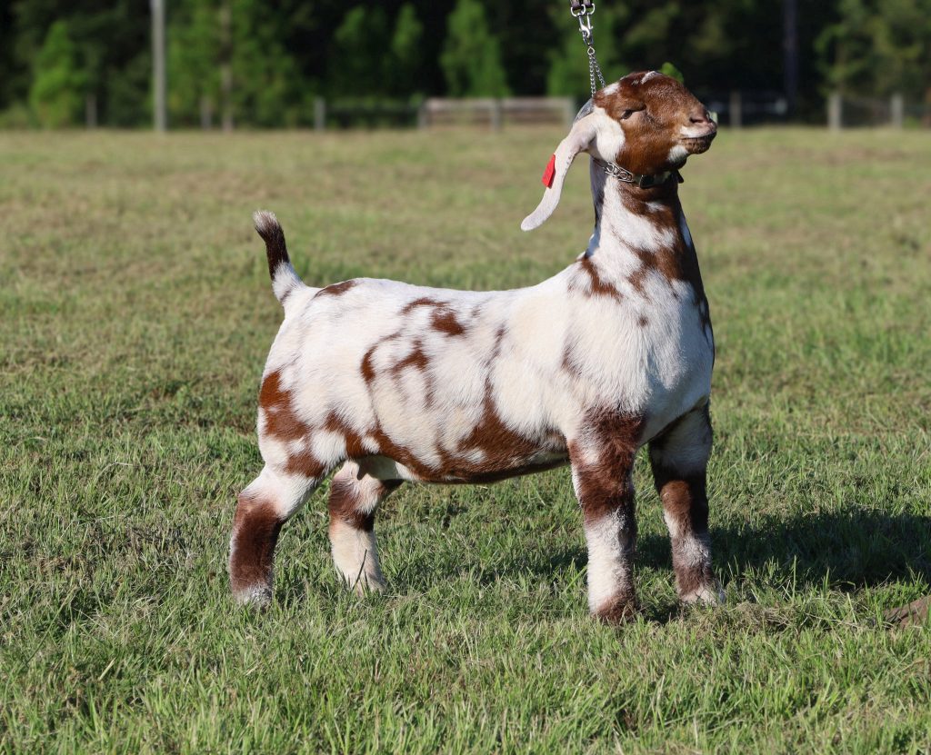 Southeastern Classic Premier – GoatPromoter.com